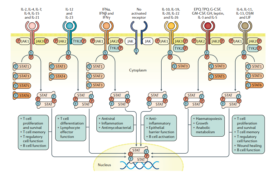 长森药业新一代JAK1抑制剂启动临床II期研究 | 上海长森药业有限公司
